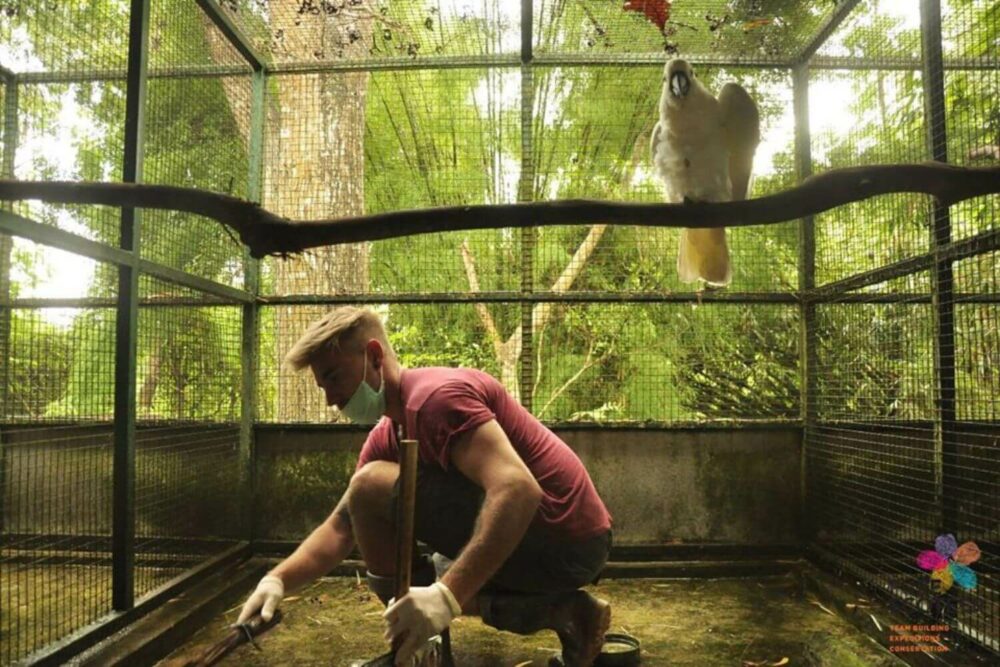 Ultimate guide to Volunteer with Animals | Orangutans | Turtles