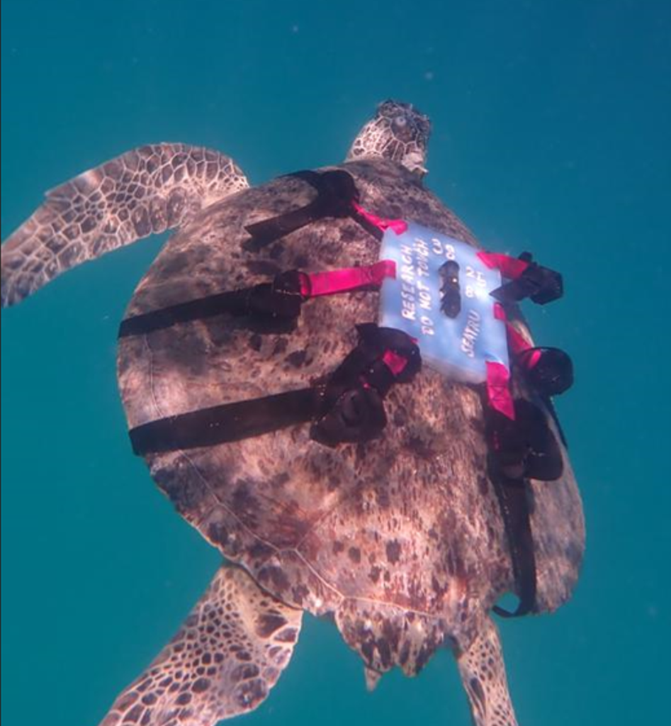Sea Turtle GPS Tracking Internship | Fuze Ecoteer